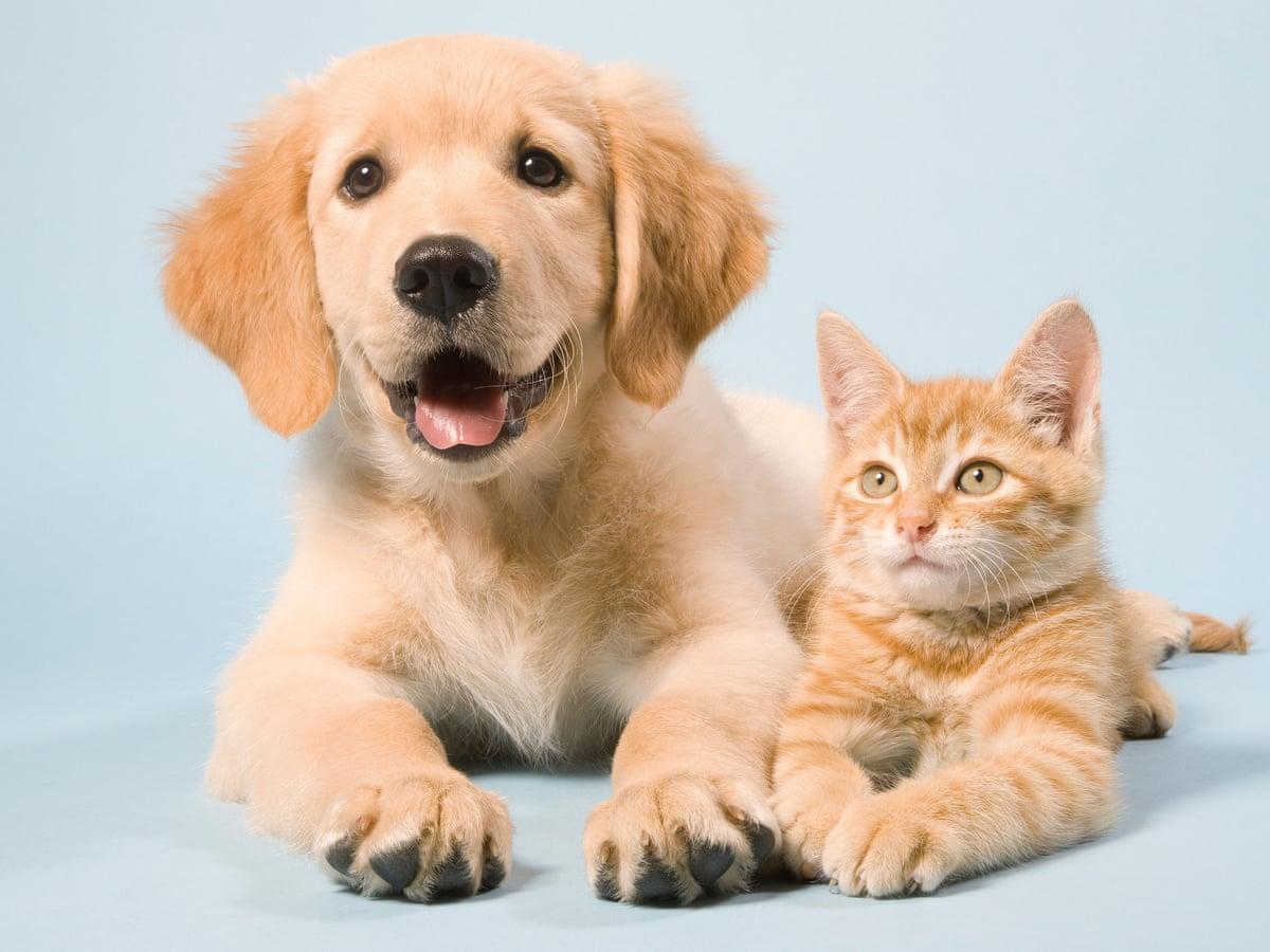 C u H i C u Tr L i M u IELTS Speaking Topic Pets c-u-h-i-c-u-tr-l-i-m-u-ielts-speaking-topic-pets